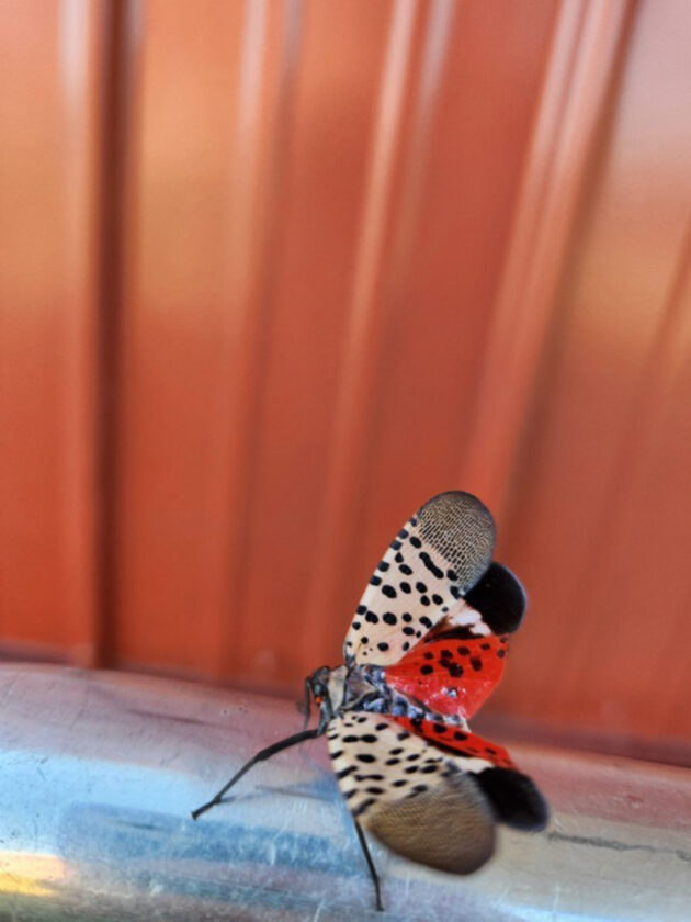 Microscopic World: First CU-Lock Haven biological sciences graduate ...